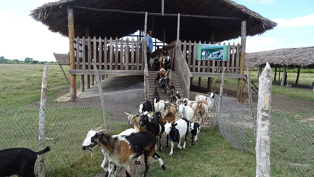 🔊 COBIMAS, rescate y conservación de la cabra criolla (+ audio y fotos ...