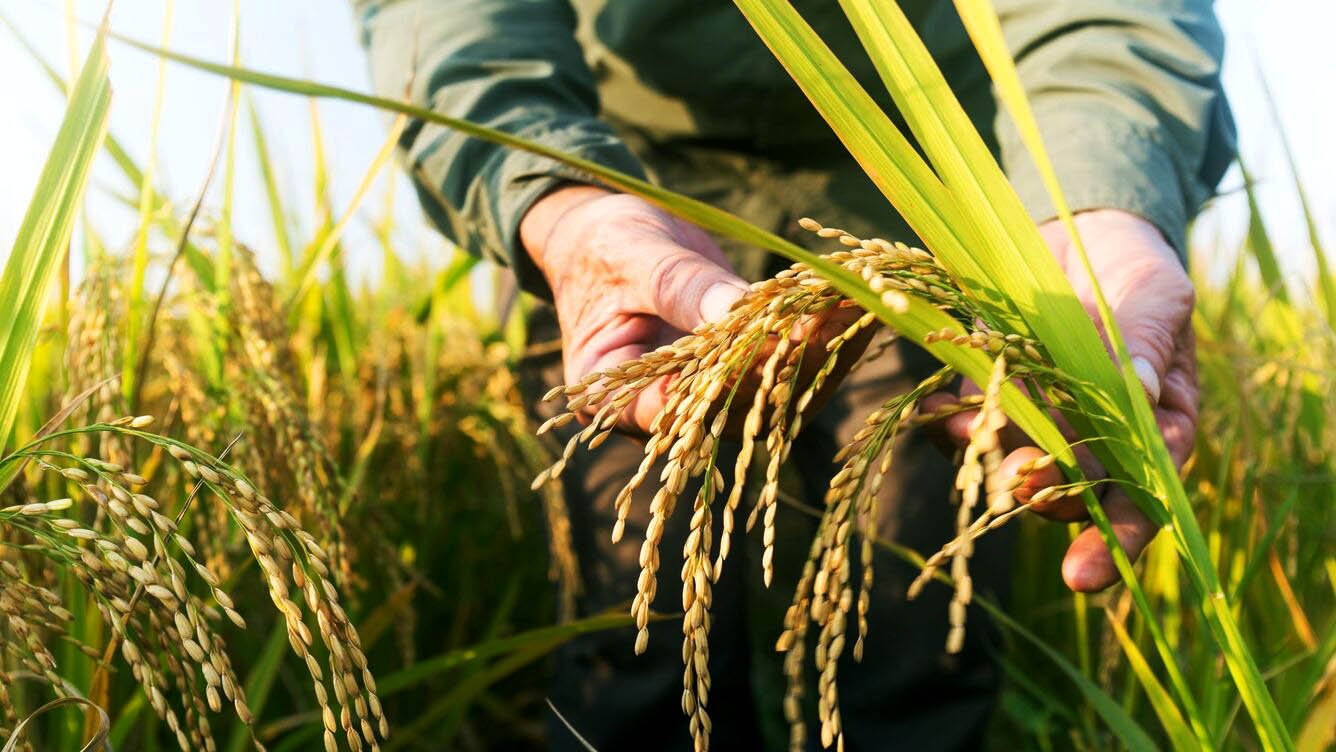 Establece Minag nuevos registros para productores agropecuarios (+ PDF ...