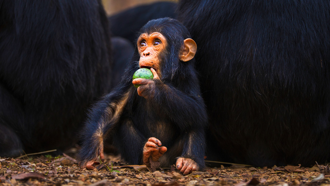 Científicos chinos logran revertir la vejez, de momento en primates ...