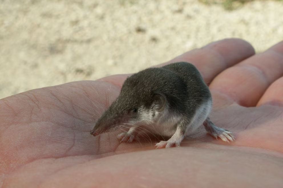 Seis animales son declarados extintos por la UICN en 2025 | CMKX Radio ...